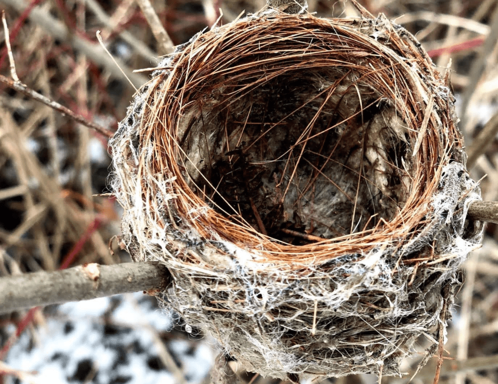 Safe Nesting Materials For Birds · Sustainable in the Suburbs